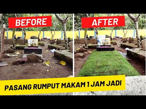 CARA TANAM RUMPUT JEPANG UNTUK MAKAM AGAR TUMBUH SUBUR