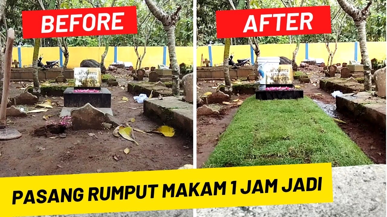 CARA TANAM RUMPUT JEPANG UNTUK MAKAM AGAR TUMBUH SUBUR - YouTube