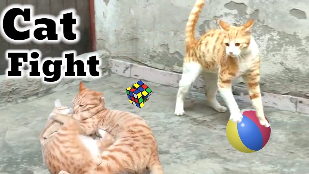 Very Angry Cat \ kitten Fight (no editing, it's real fight) 4k video ...