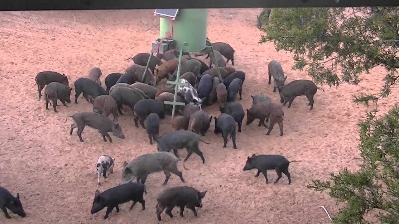 Pigs Everywhere - Hog Hunt 11' - YouTube