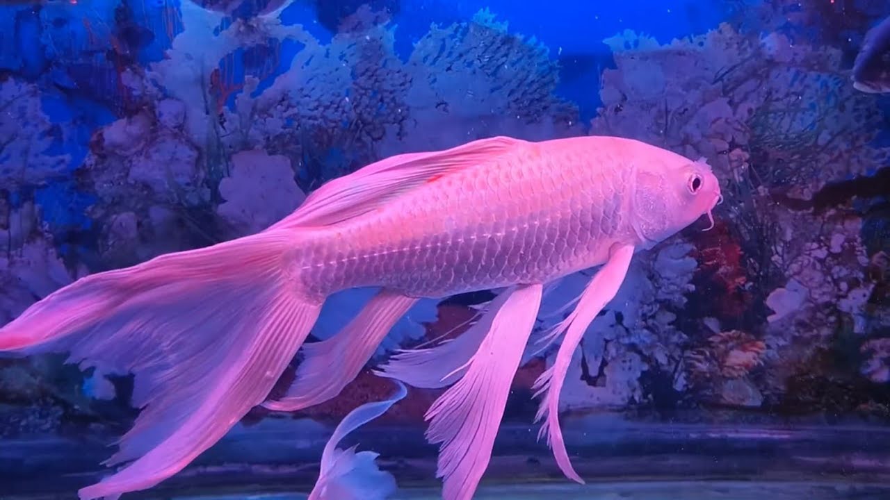 An ASMR Aquatic Paradise: The Calm Movement of Fish and the Soft Sound ...