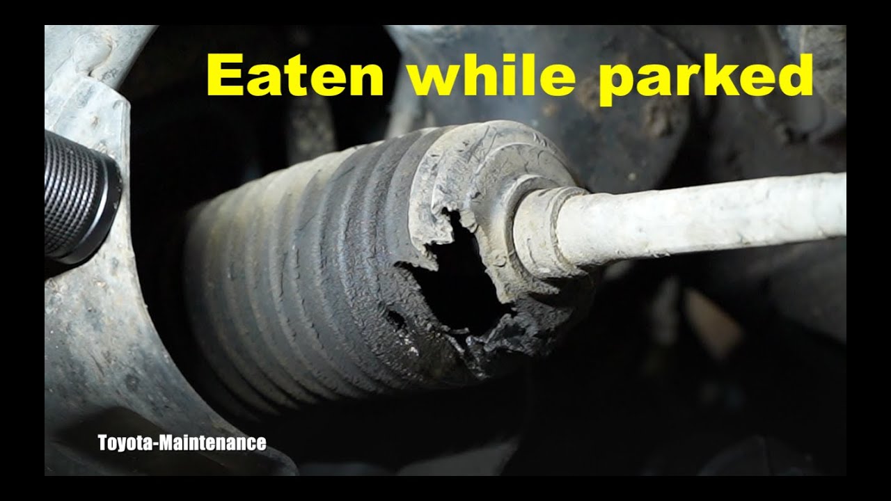 Toyota Tacoma with Rodent Damage - YouTube