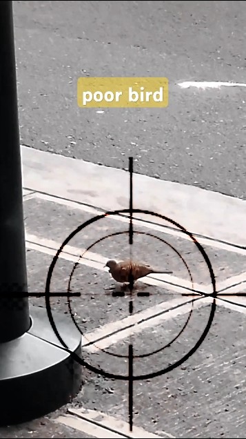 Poor bird in the City #shorts - YouTube