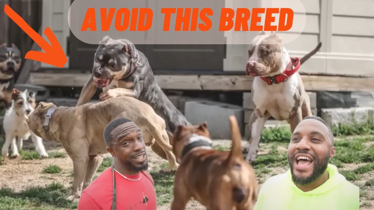 Why I Would Not Get This Breed of Dog | Important Considerations - YouTube