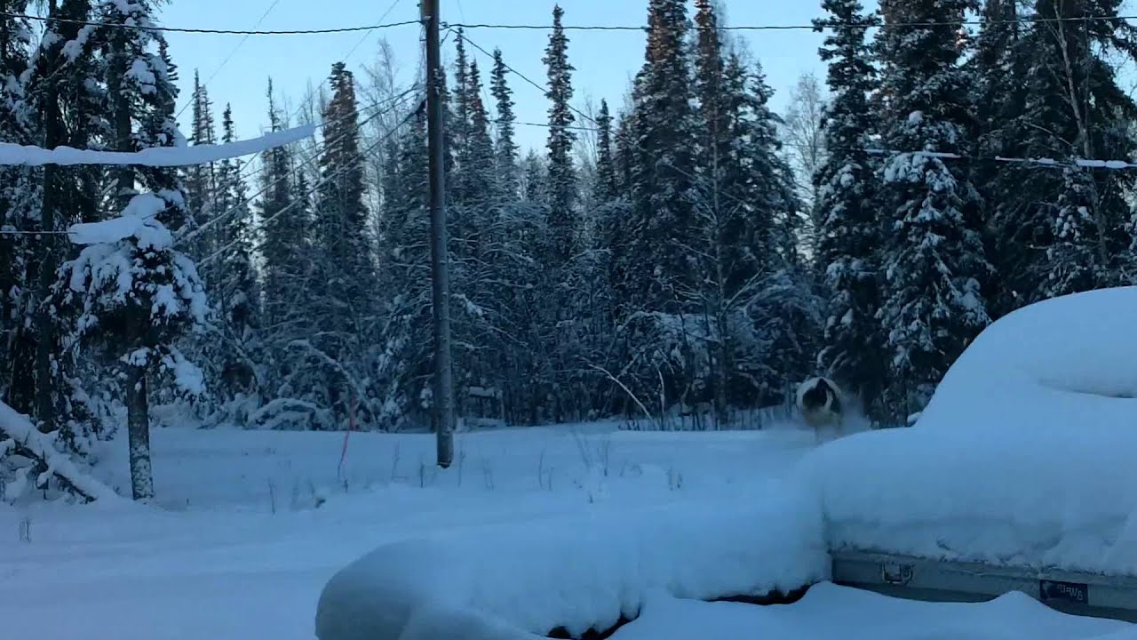 wild alaskan cow - YouTube