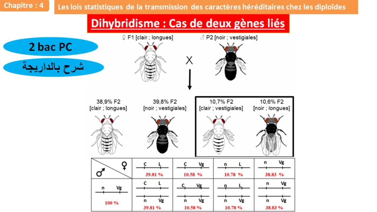 dihybridisme cas de deux gènes liés 2bac PC biof (شرح بالداريجة) - YouTube