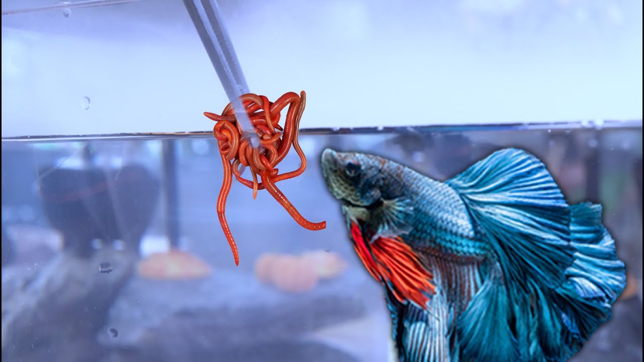 I Made A Spooky HALLOWEEN Fish Tank - YouTube