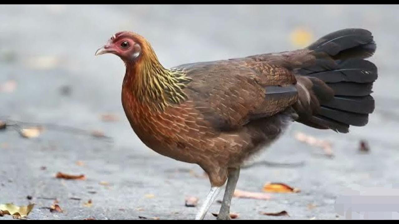 poj qaib seev tsauj dib tuaj 100% ສຽງໄກ່ກາຕ໋ະຕໍ່ເຂົ້າ100% - YouTube