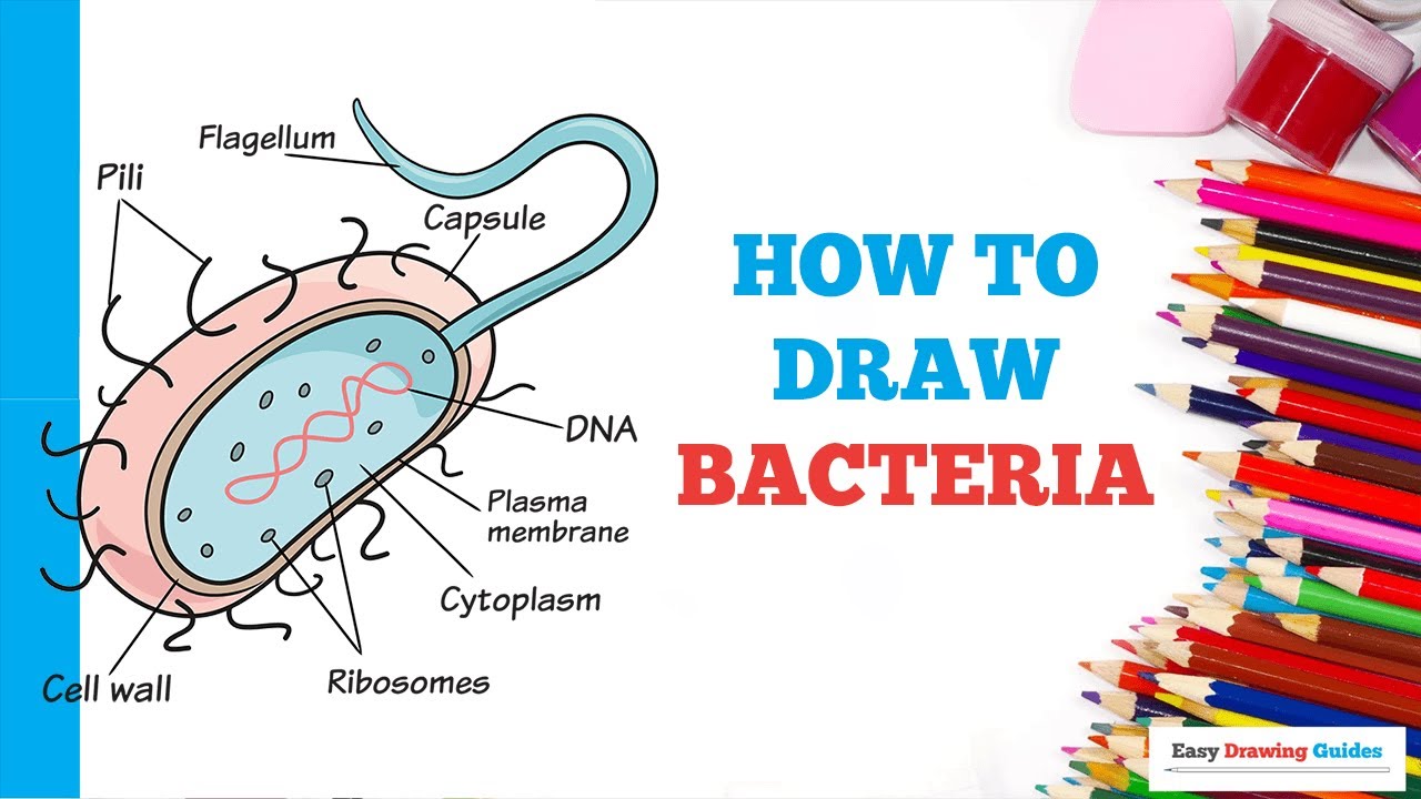 How to Draw Bacteria in a Few Easy Steps: Drawing Tutorial for Beginner ...