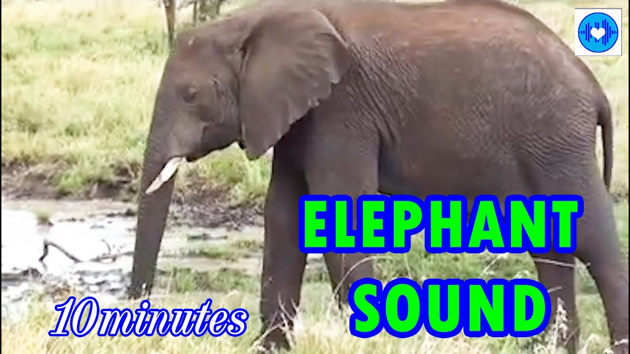 ELEPHANT SOUNDS, Hình ảnh và tiếng kêu của CON VOI,10 minutes - YouTube