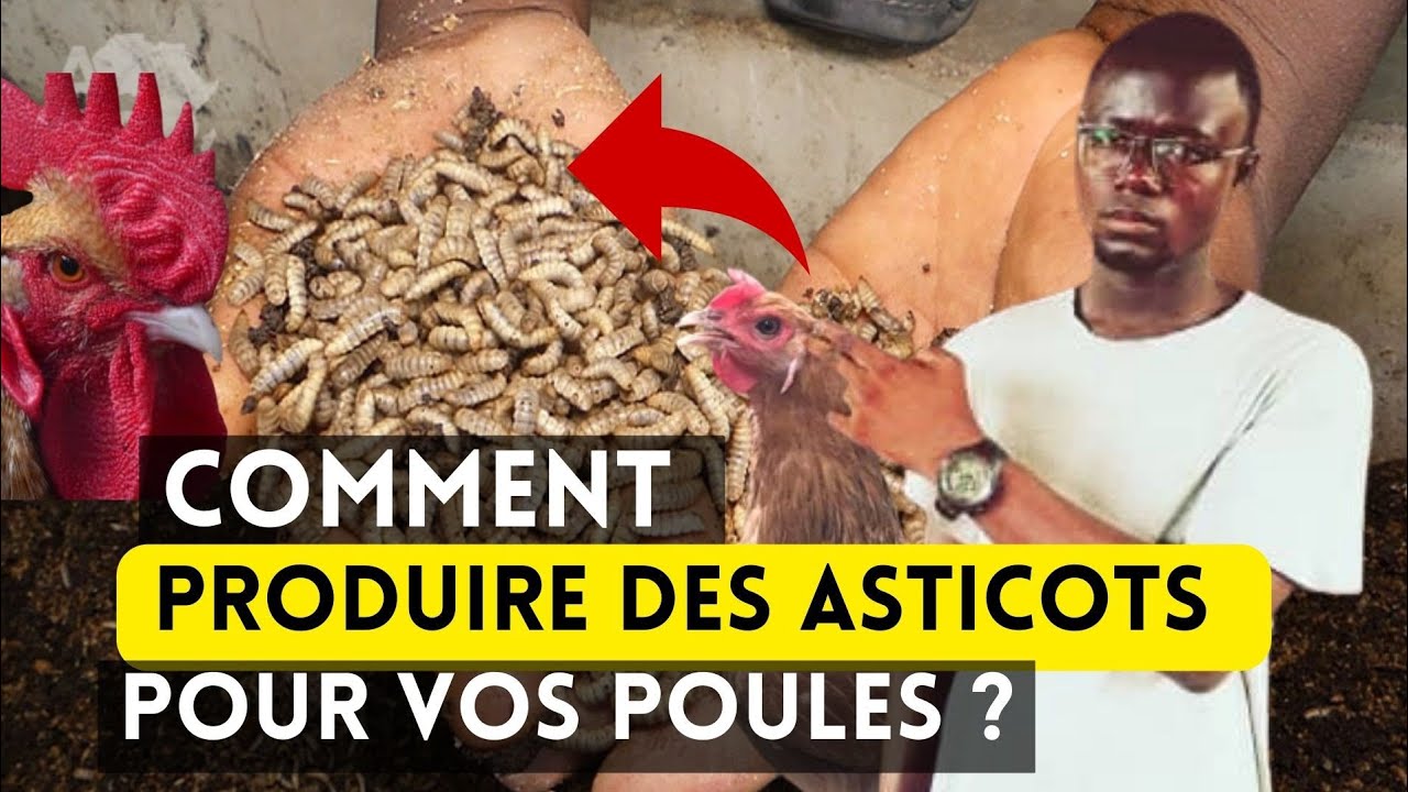 Comment Produire 100 Kg d'Asticots Pour vos Poulets Chaque Mois ? - YouTube