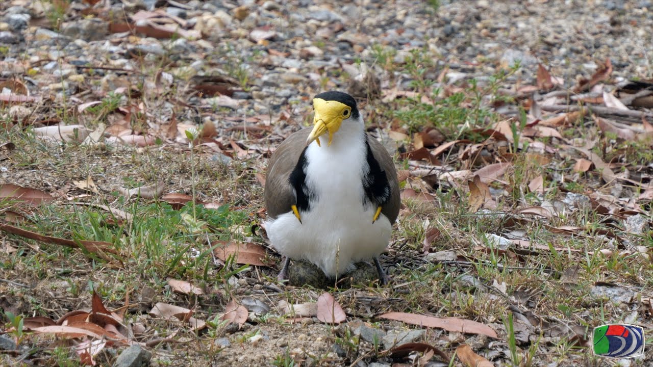 Masked Lapwing Footage 1, feeding, preening, breeding, part 1, nest ...