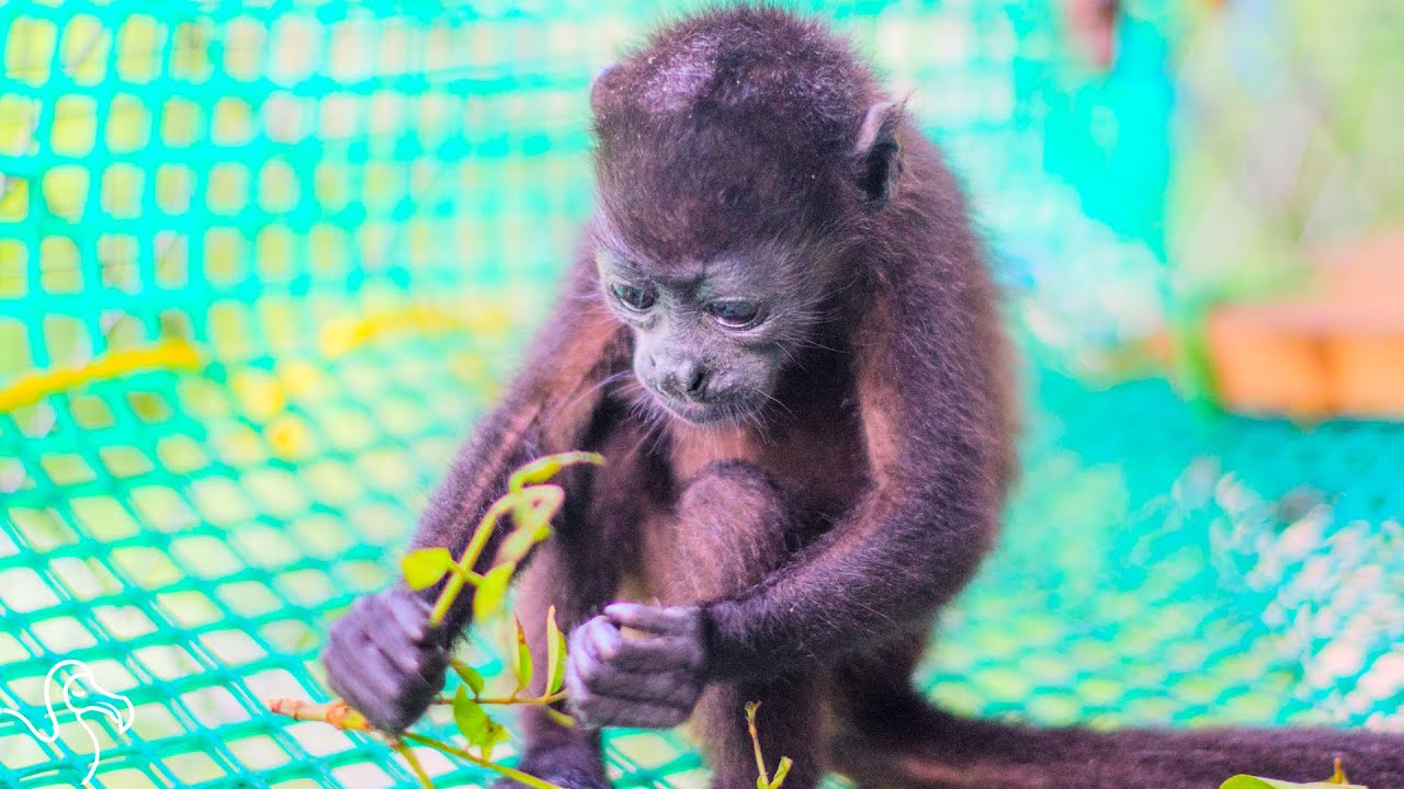 Orphaned Baby Monkey Learns How To Be A Kid - YouTube