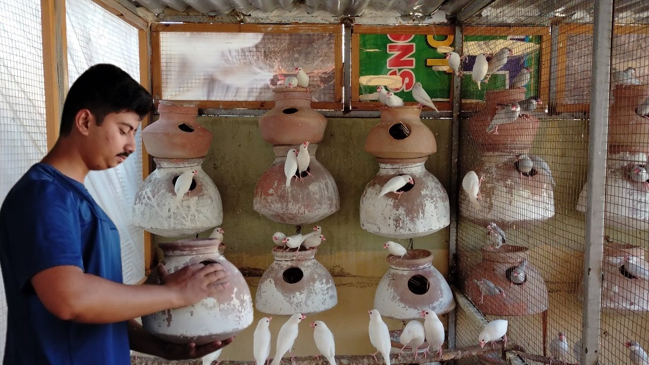 White And Silver Java Sparrow Breeding Tips Java Birds Breeding Setup Java Sparrow Java