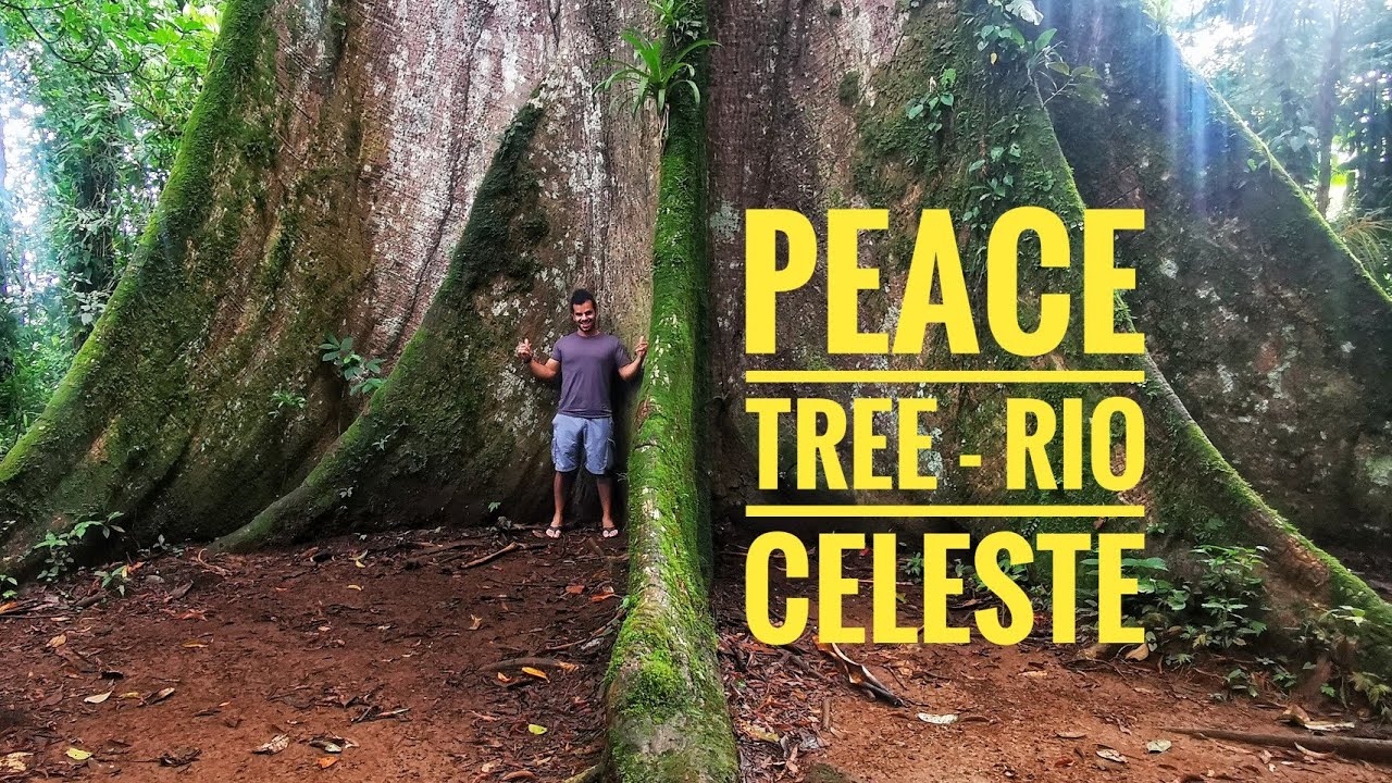 Tree Of Peace Costa Rica Profile For Peace With Nature In Costa Rica