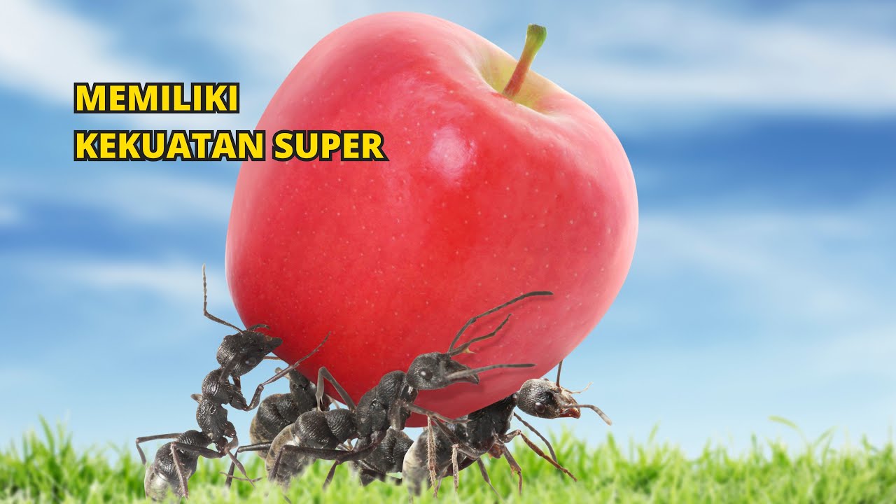 Wow! Ini 7 Kelebihan Semut yang Bikin Kamu Tercengang! - YouTube