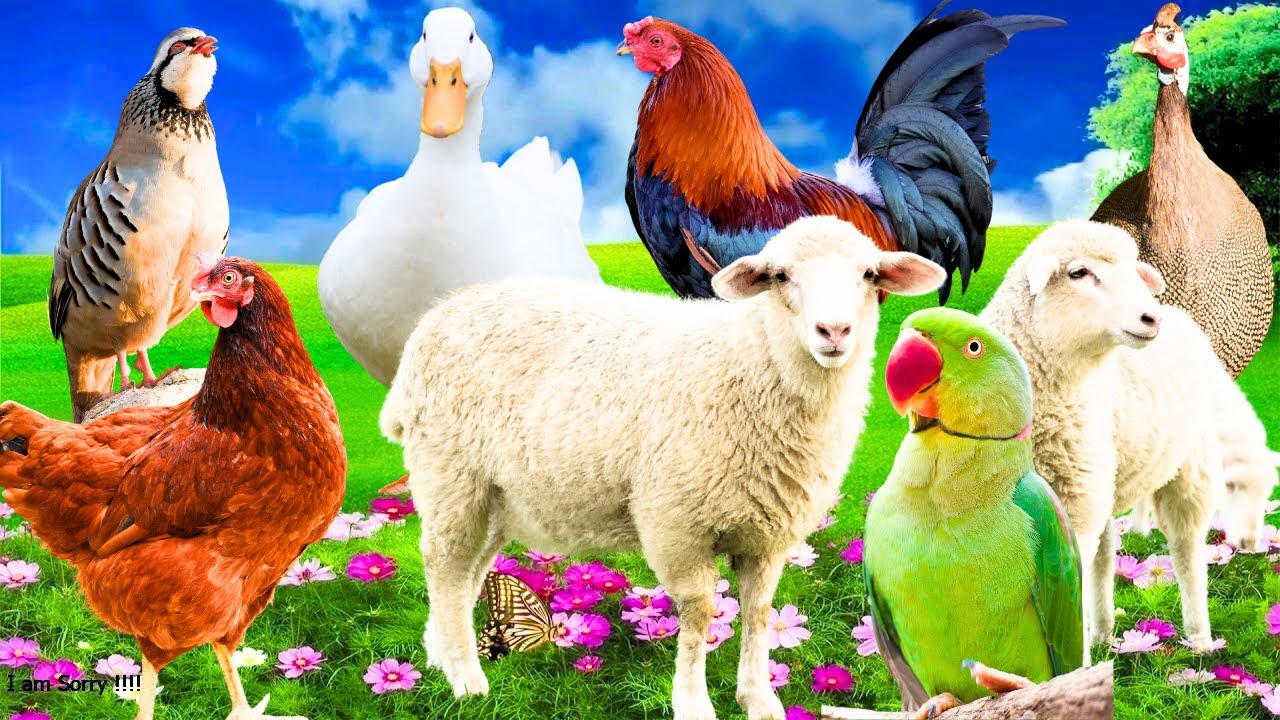 Sheeps Grazing: Parrot, kitten playing, New Boarn Chicks, Ducks ...