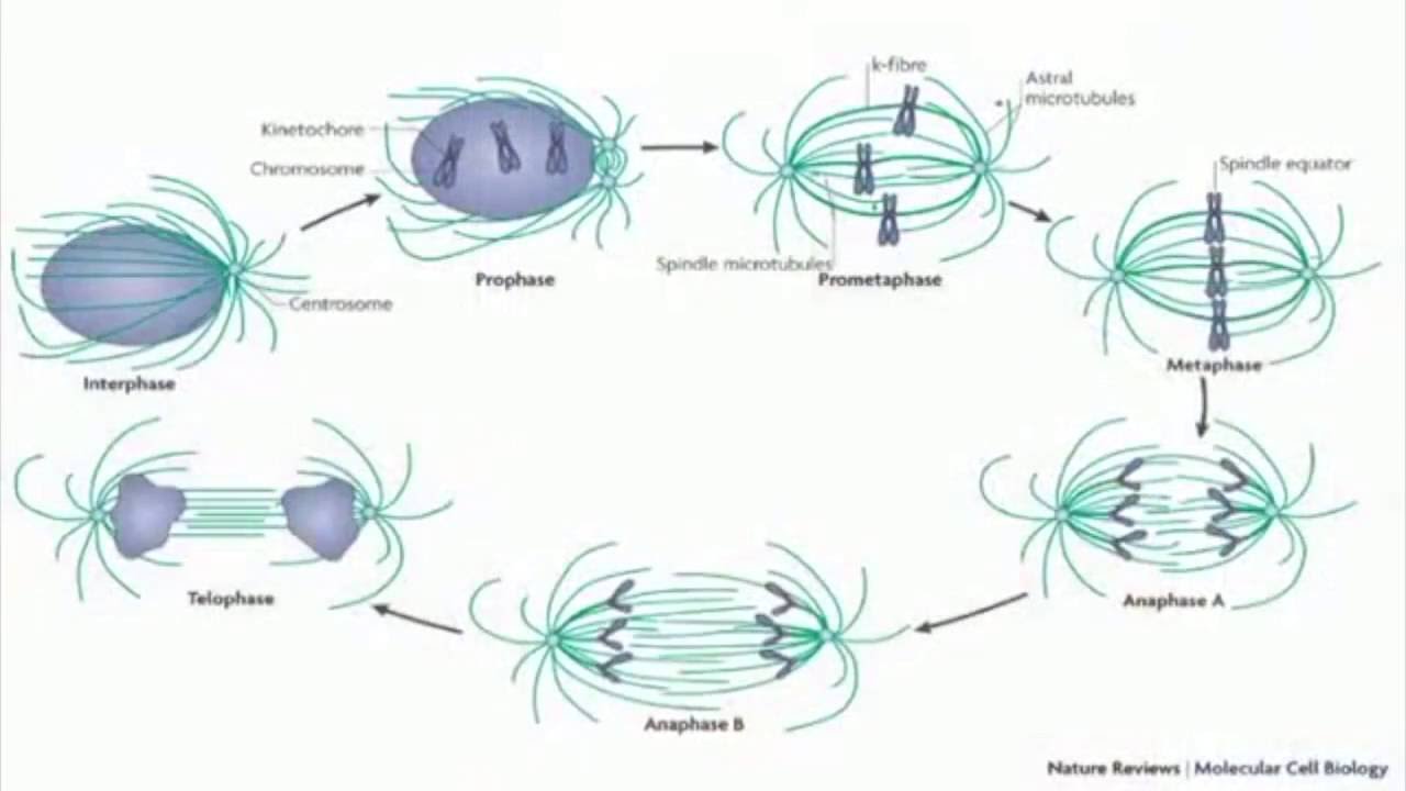 Portland GIST Day of Learning - Christopher Corless, MD - YouTube