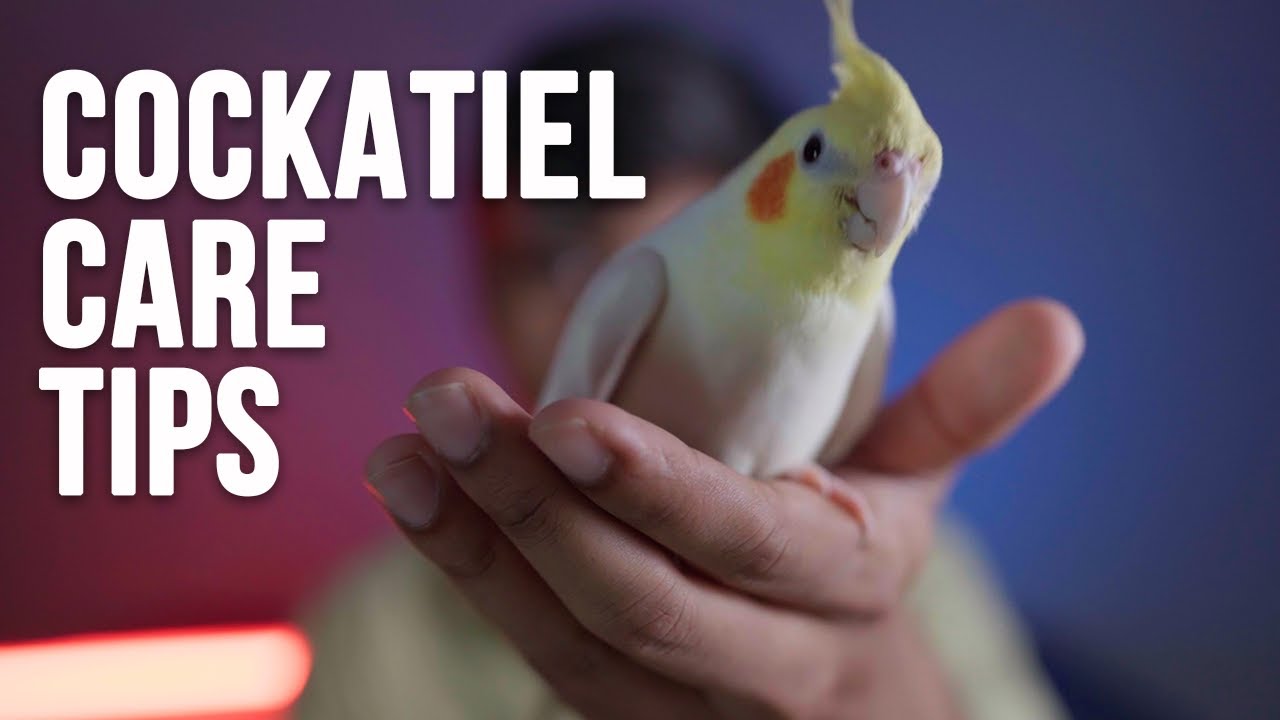 Cockatiel Care & Tips - YouTube