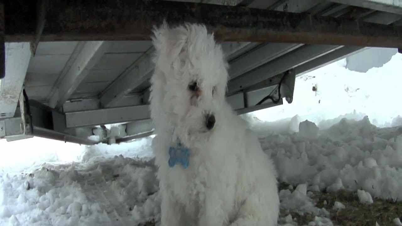 Bichon Frise Puppy 10 Weeks Old, Playing in Snow for First Time - YouTube