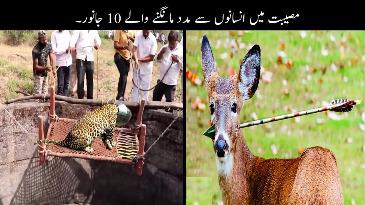 10 Animals Ask People For Help | Haider Tv - YouTube