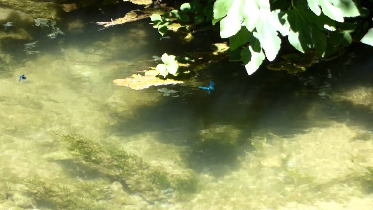 #8732, Libelulas azules vuelan sobre un río [Raw], Animales, insectos ...