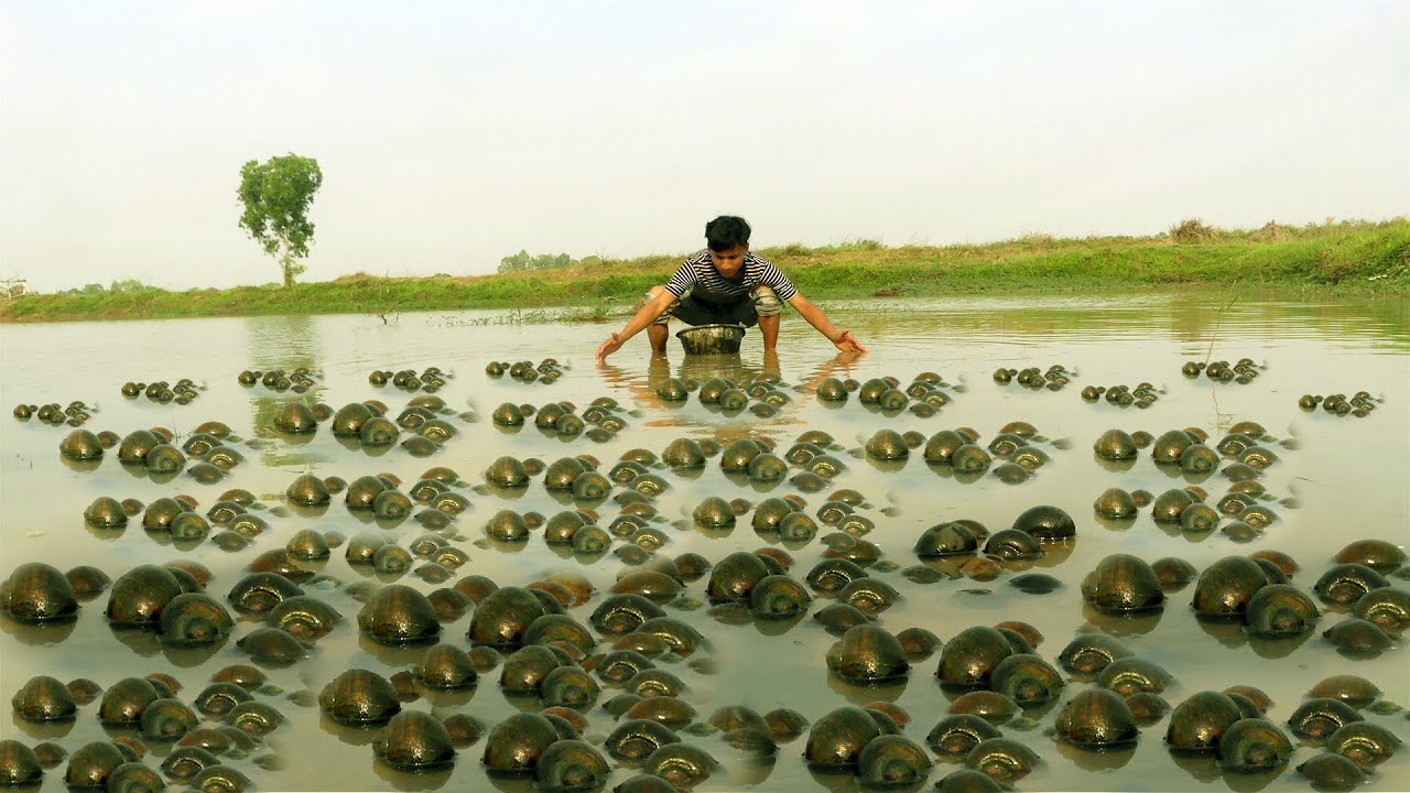A Young Boy Collecting Many Snails In the Water || The Snails Hunter ...