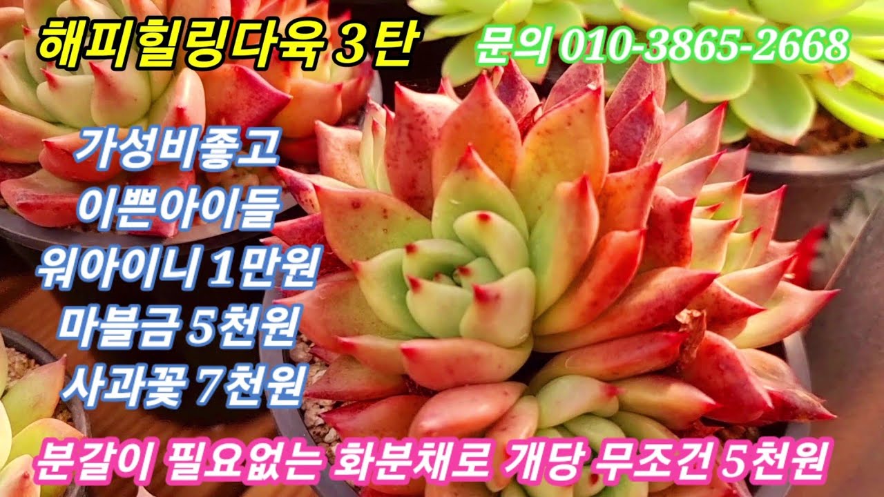 해피힐링다육국민이군생창들도 세일된가격2천원짜리부터 다양하고 이쁜아이들 많아요~ 5만원이상 무료배송 선물도 준비했습니다♡레드티아라♡라테일 ♡아메스트로♡제이드스타