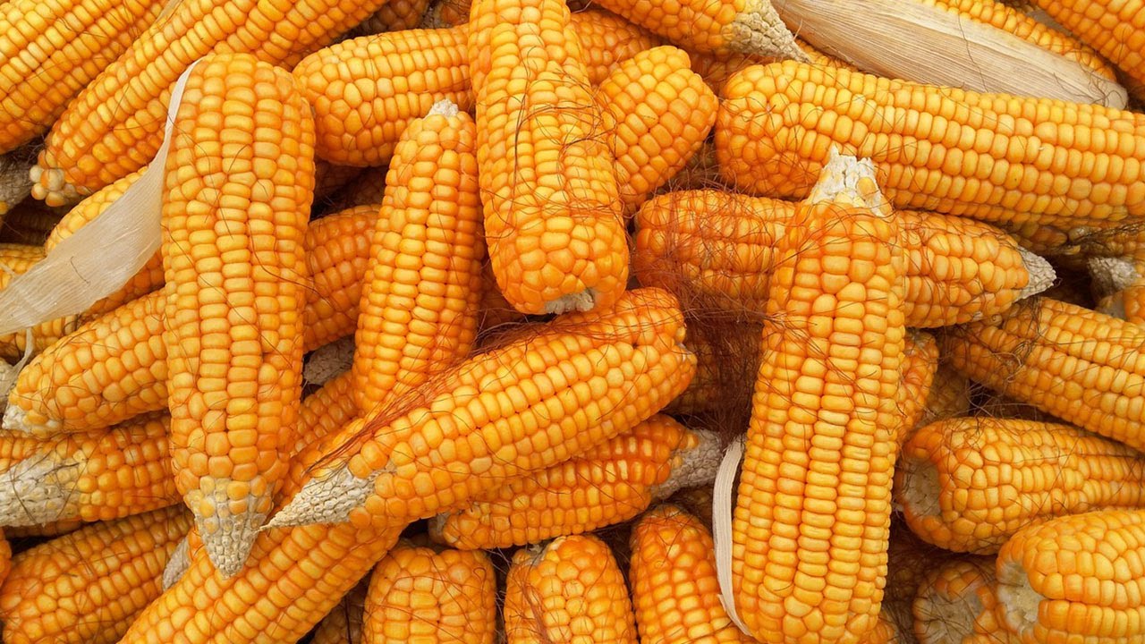 Maïs zaaien: Kweek zelf suikermaïs! - YouTube