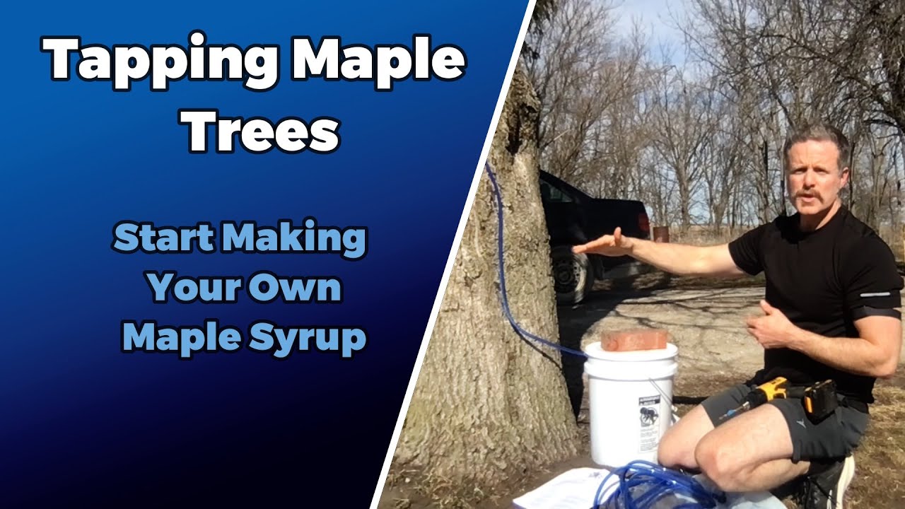 Ultimate Guide to Maple Tapping: A Complete "Maple Tapper" Kit Review ...