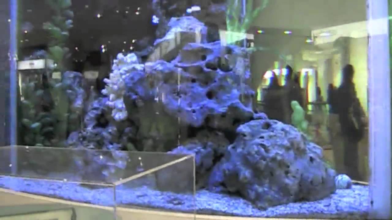 Giant Aquarium at John Lewis, London - YouTube