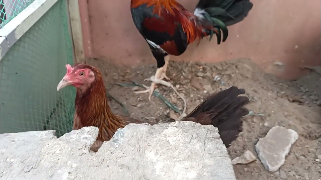 stag hardening / JDC LOFT TV & ADVENTURE - YouTube