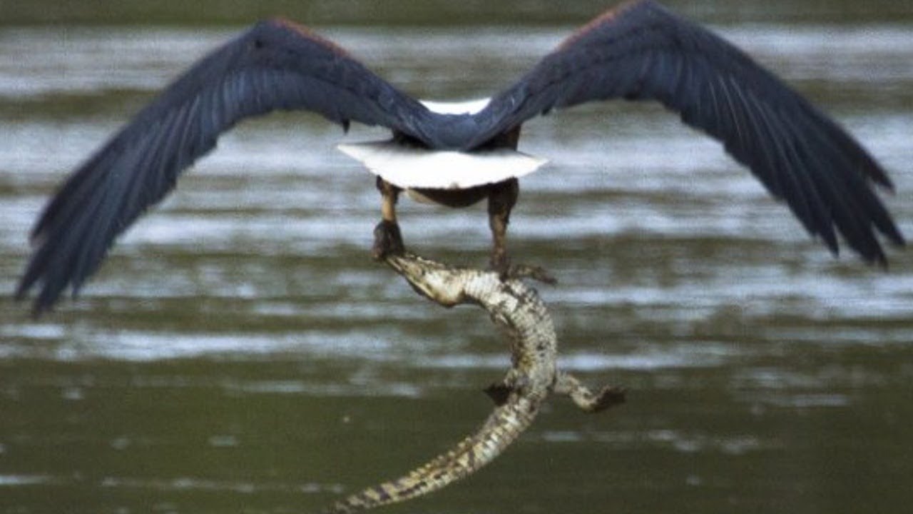 Animal - Amazing Animal - World Animal - YouTube