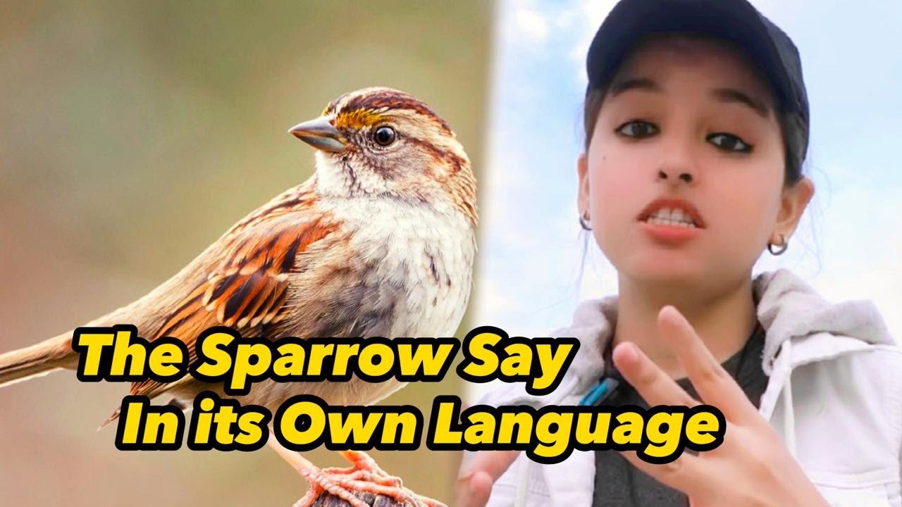 What does the sparrow say in its own language || Pigeon Girl || Sparrow ...
