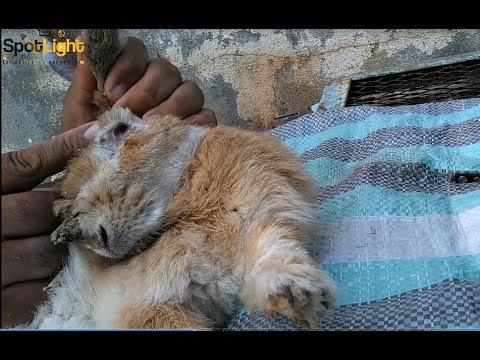 The condition of this rabbit worsened by scabies, but after treatment ...