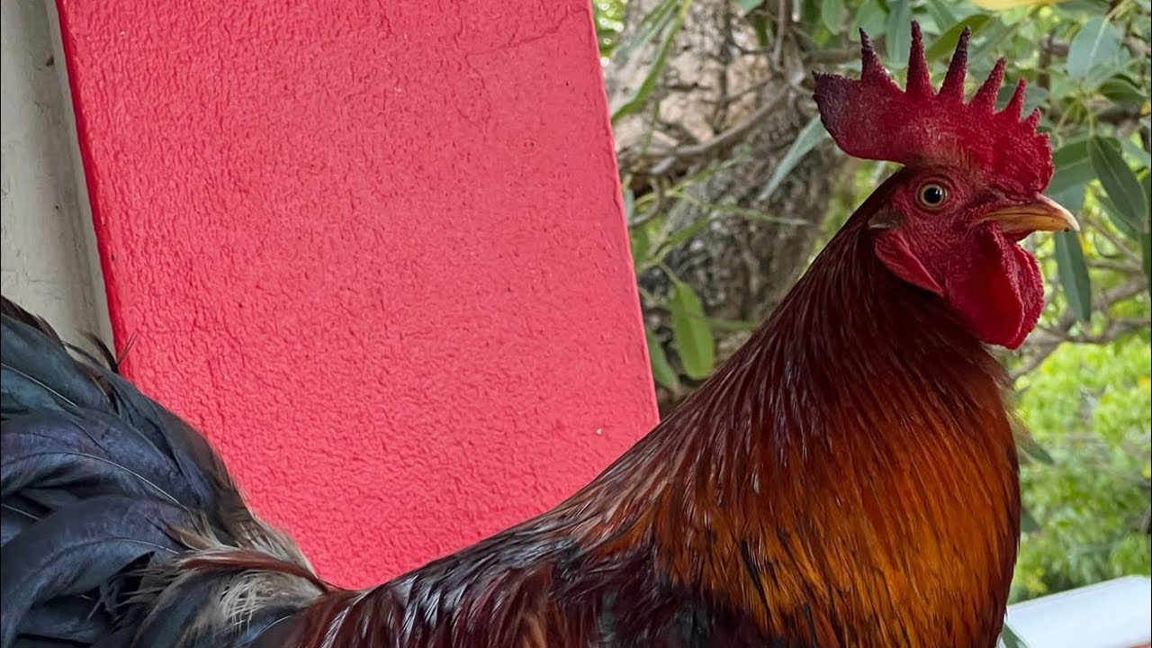 The Inspiration of a chicken - Living In St. Croix USVI - YouTube