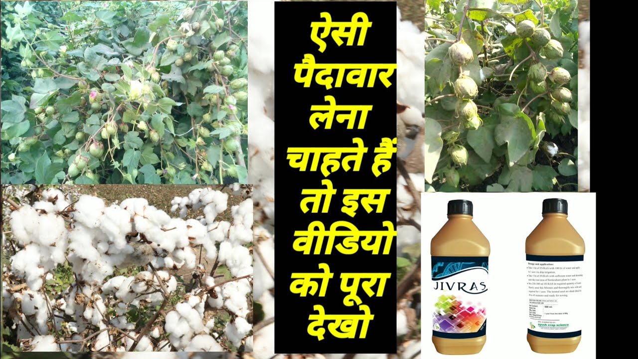 BT CROP COTTON SEEDS BEST YIELDING USE FOR JIVRAS BACTERIA - YouTube