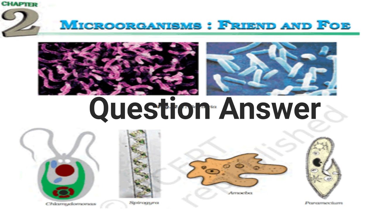 Microorganisms: friend and foe/Question Answer/class 8th/Science ...