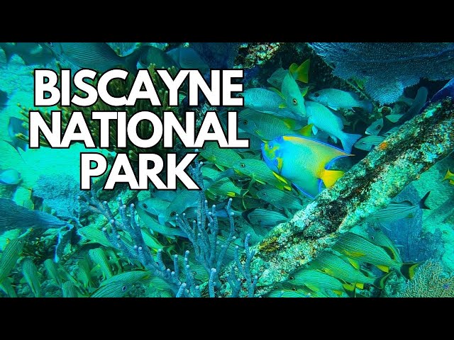 Snorkeling Biscayne National Park Biscayne National Park Institute