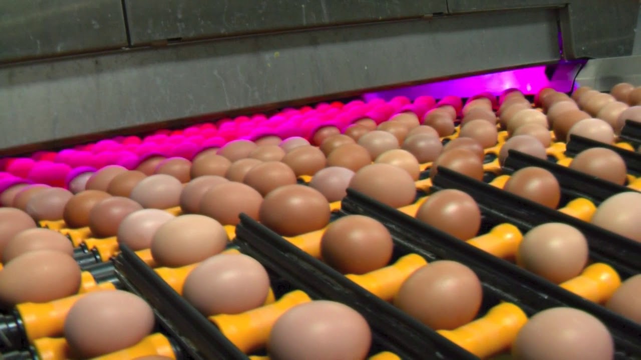 Ovotrack at belview eggs - YouTube