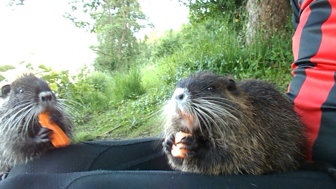 Nutria an der Ruhr Teil 56 "Zwei mutige Zwerge grüßen Bela, den ...