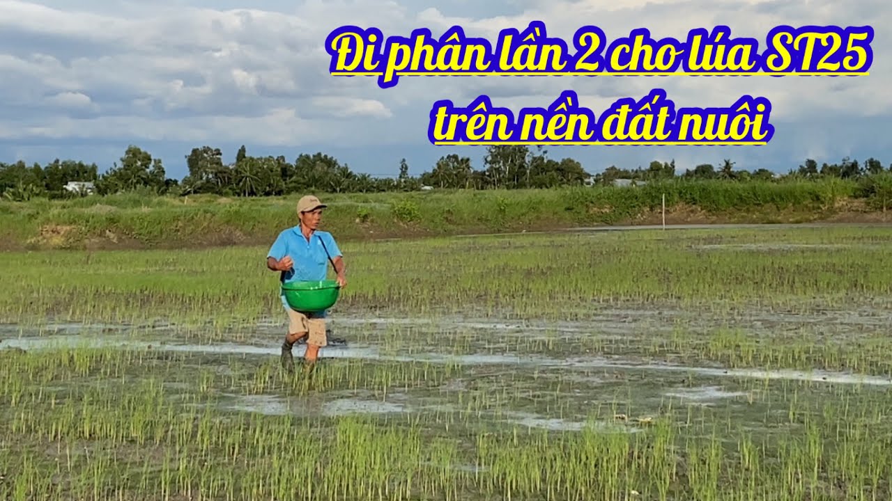 Sao 20 ngày của giống lúa ST25 trên nền đất nuôi tôm - YouTube