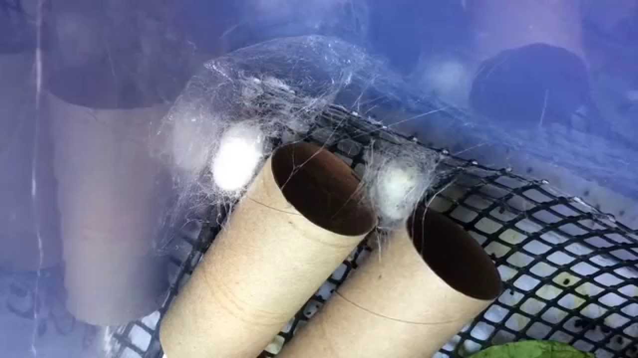 Silkworm spinning a cocoon in time-lapse . Pretty Amazing the last 30 ...