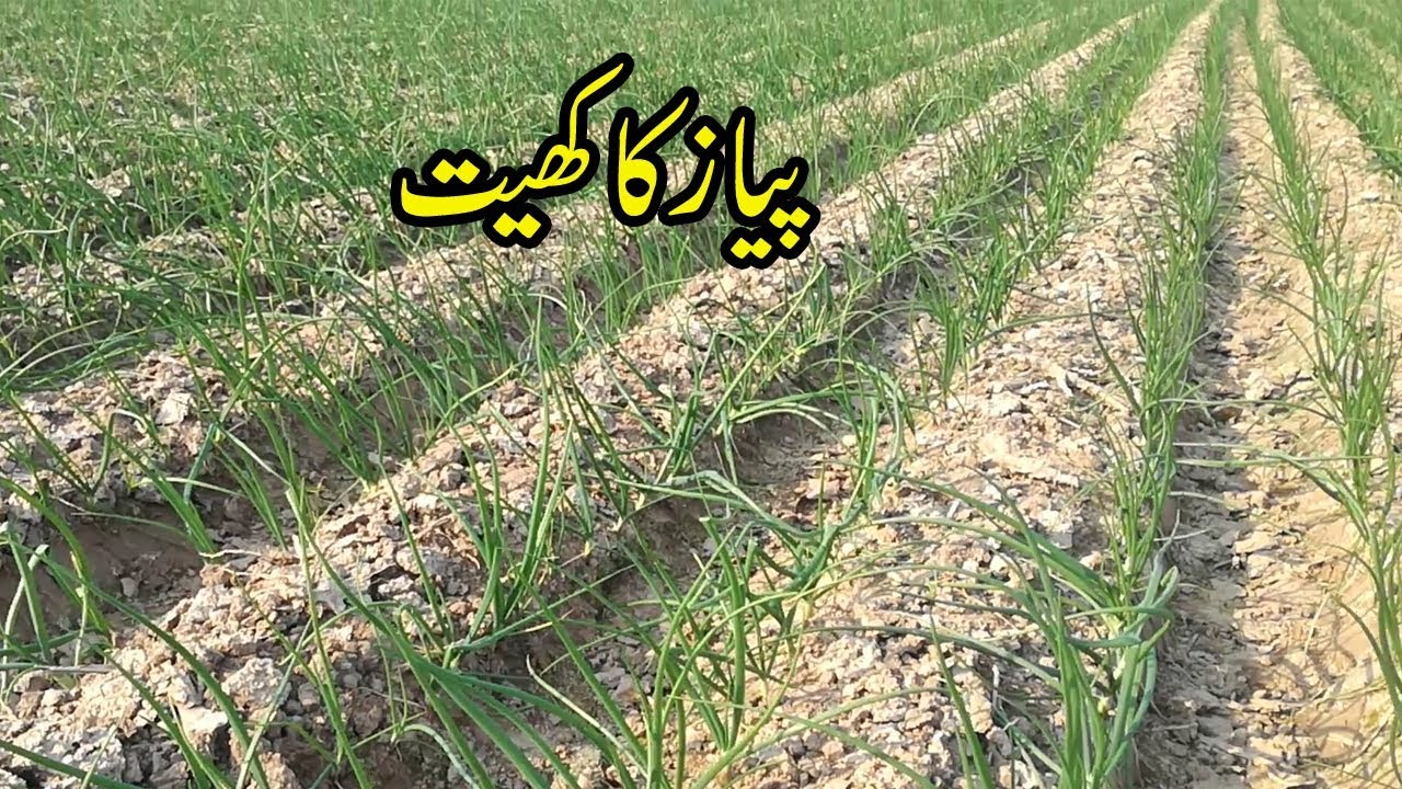 Onion Farming In Pakistan || Pyas Ka Khate By Minhas Vlog - YouTube