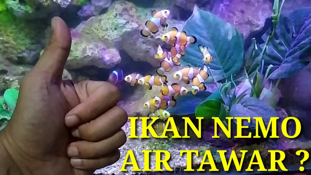 IKAN NEMO BISA HIDUP DI AIR TAWAR??? - YouTube