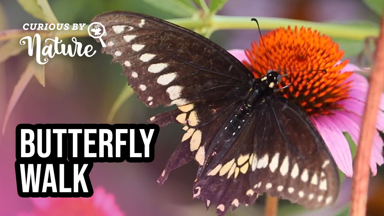 Butterfly Watching on a Nature Walk - YouTube