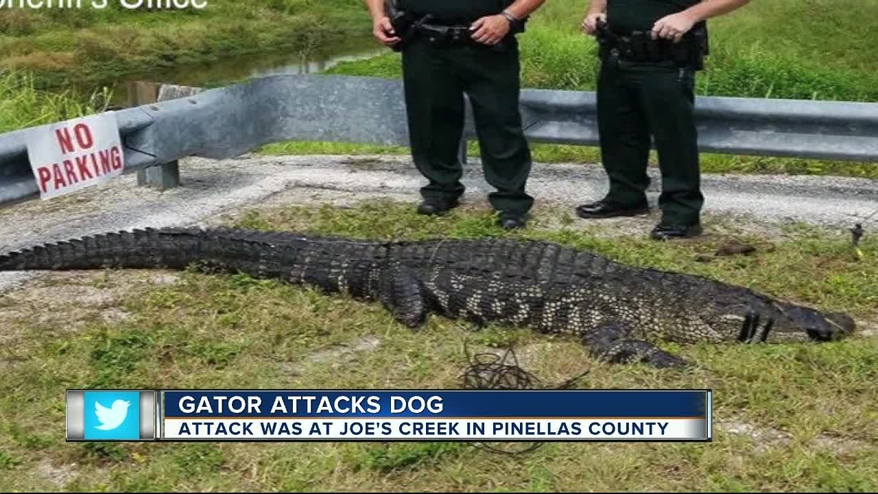 Alligator attacks, kills 75 lb. dog in St. Pete - YouTube