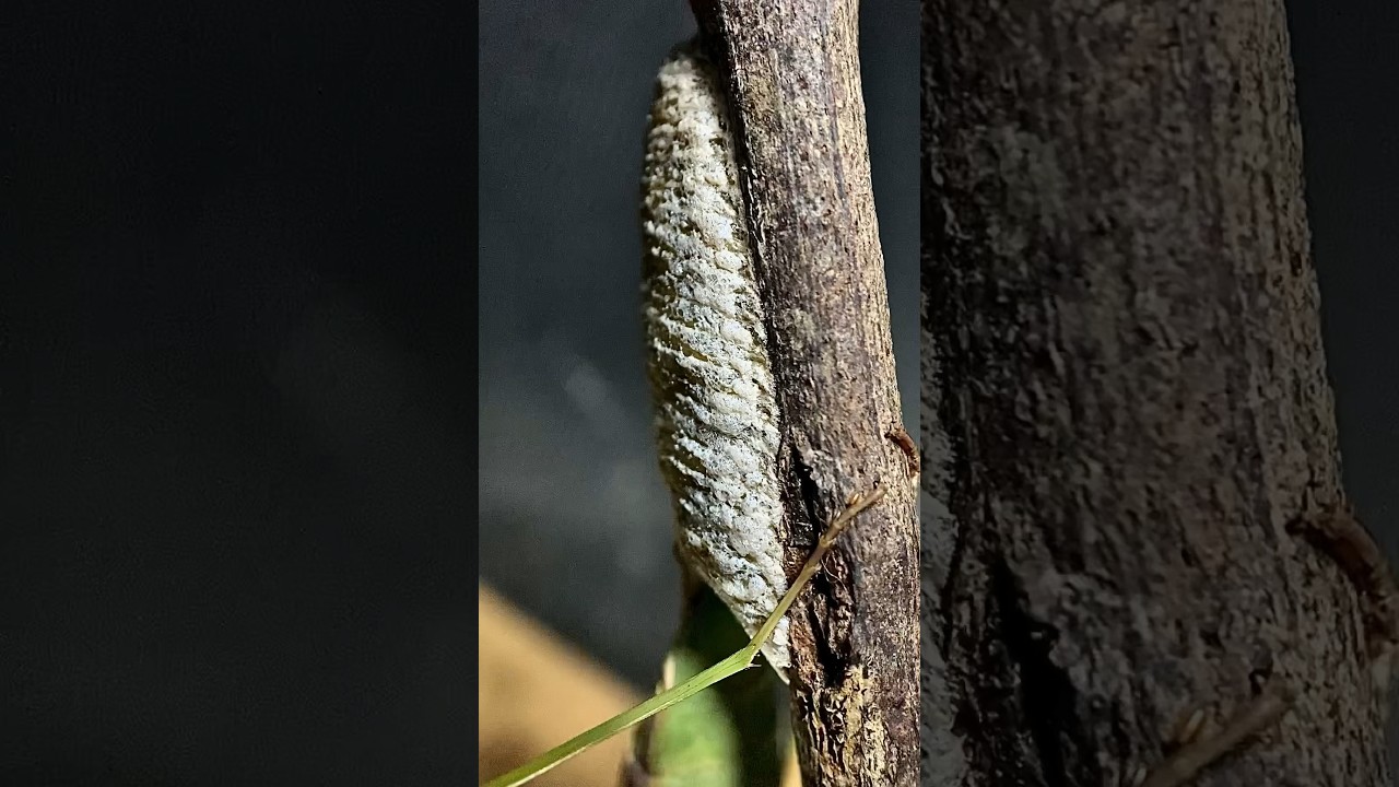Praying Mantis Laying An Egg Cluster (Ootheca) For Hours - YouTube
