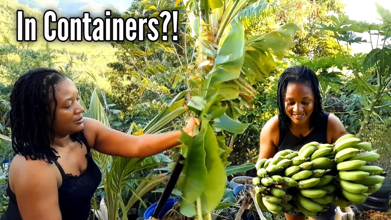 Growing Bananas And Plantains In Containers/Fertilizer And Care - YouTube