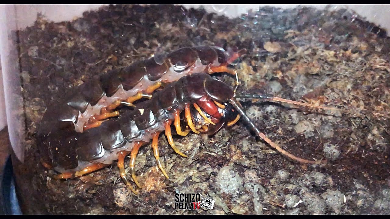 Giant Centipede Fangs